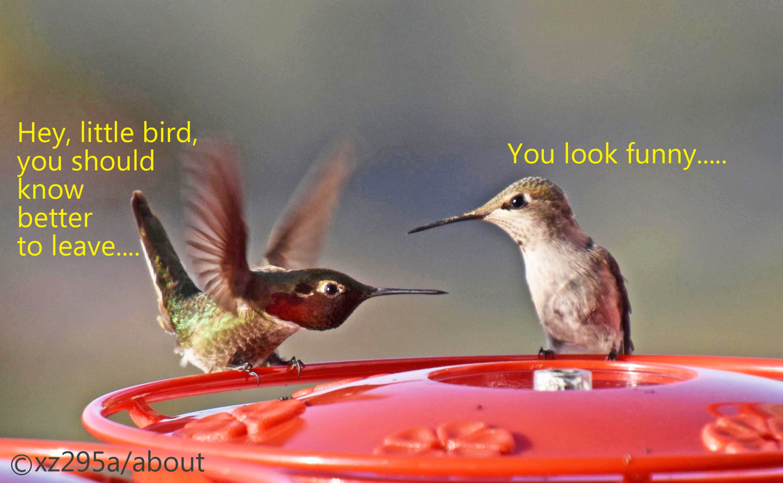 About | Happy Hummingbirds