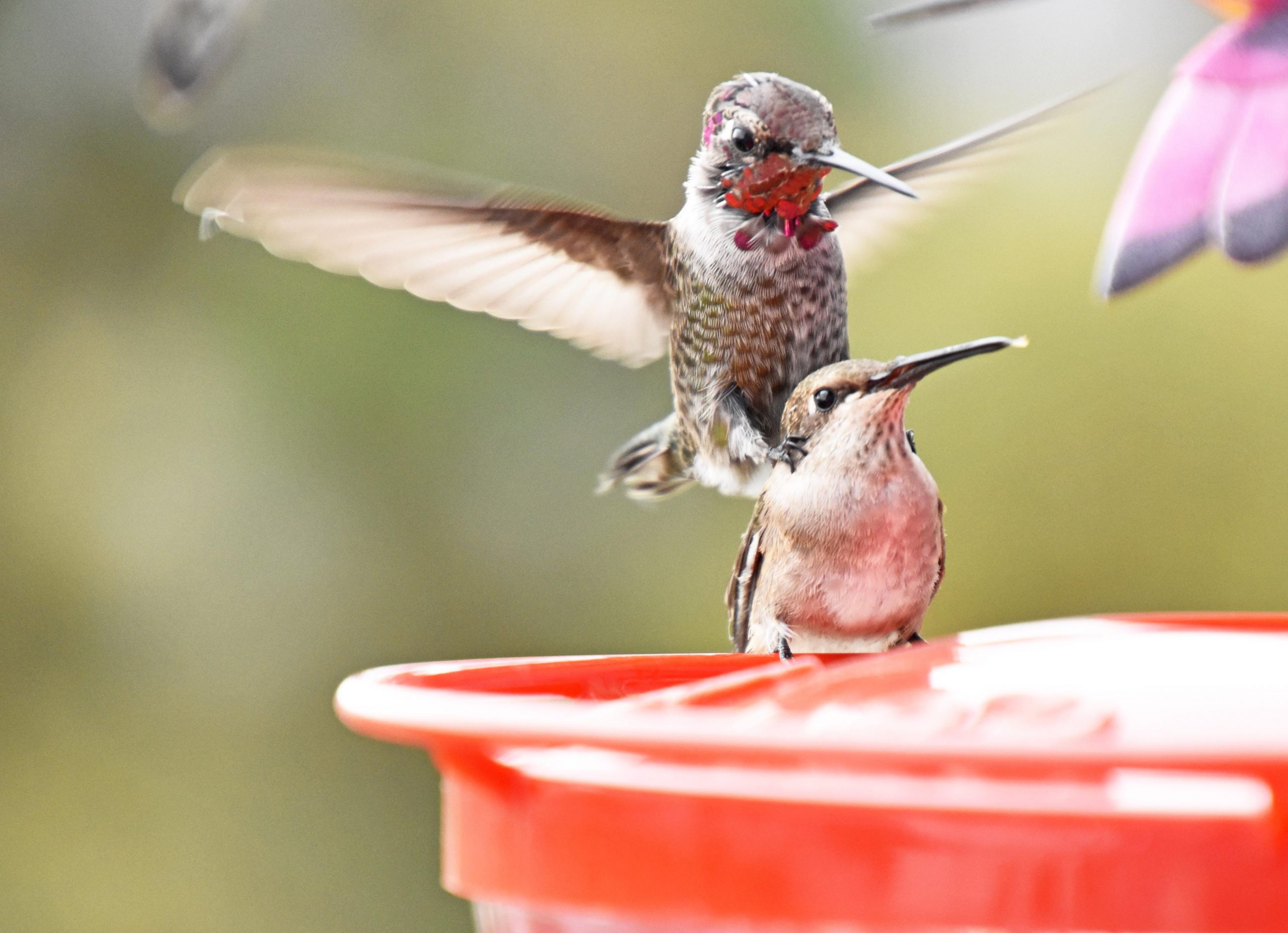 Archive | Happy Hummingbirds