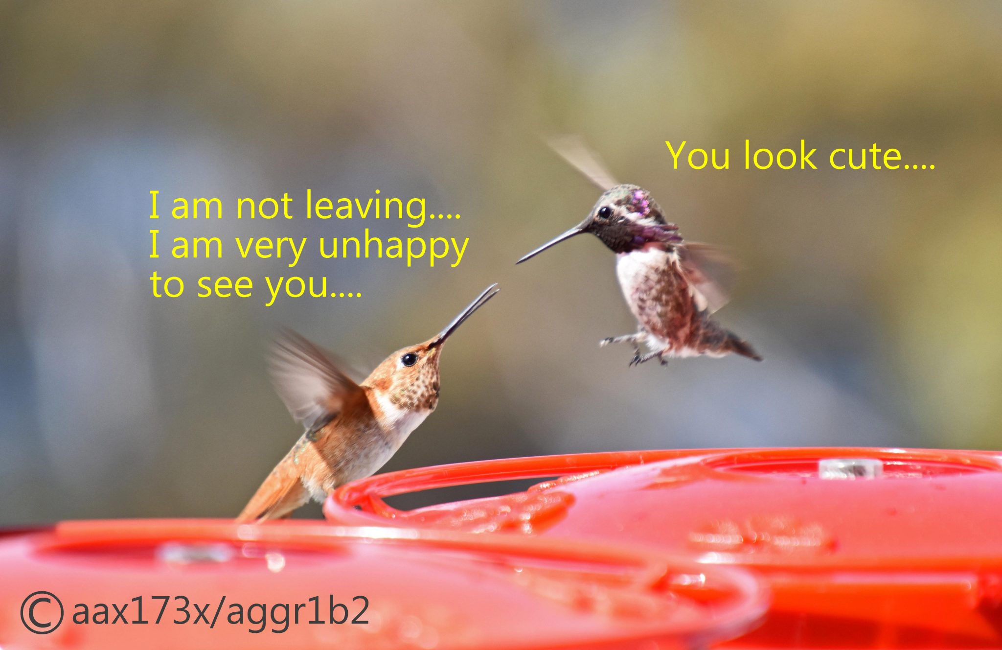 About | Happy Hummingbirds